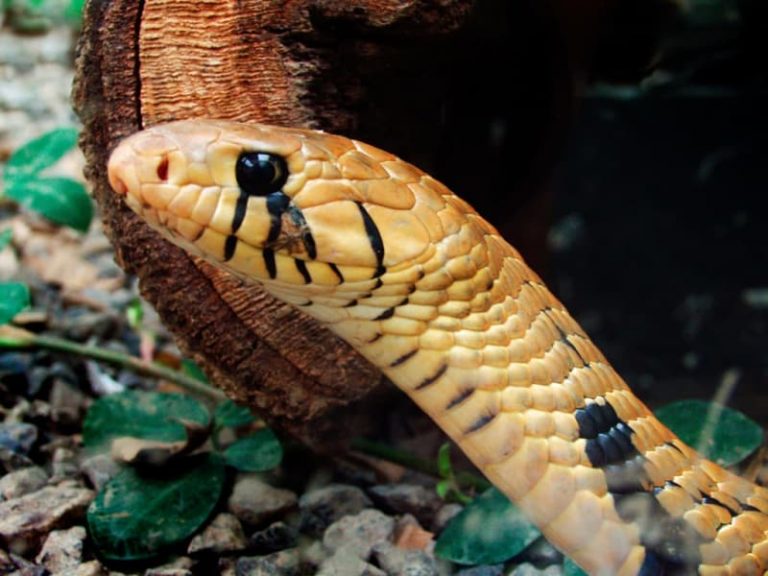 Photo Gallery - Congo Bongo EcoVillage - Explore