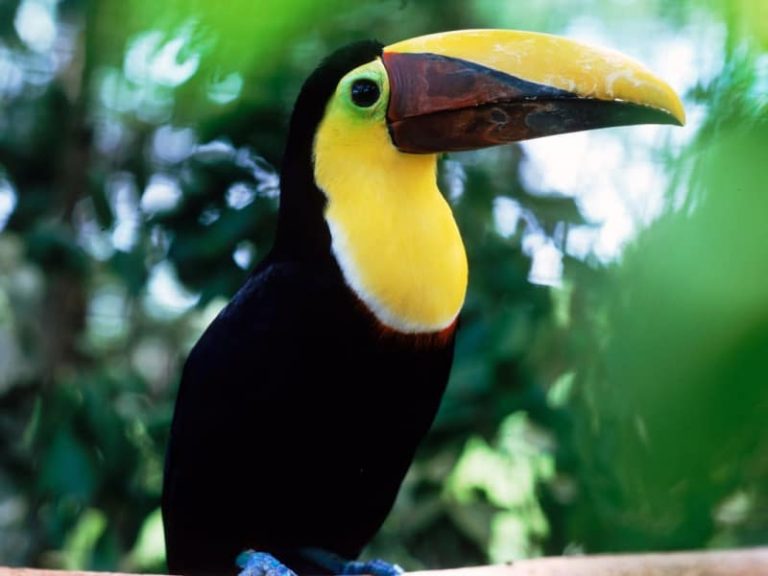 Photo Gallery - Congo Bongo EcoVillage - Explore