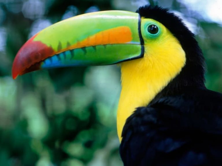 Photo Gallery - Congo Bongo EcoVillage - Explore